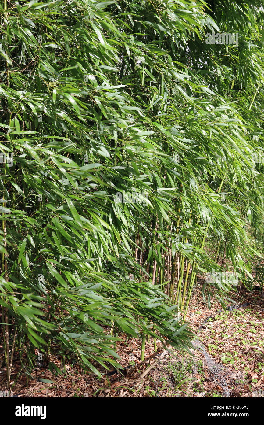 An attractive stand of perennial evergreen bamboo cane plants in an ...