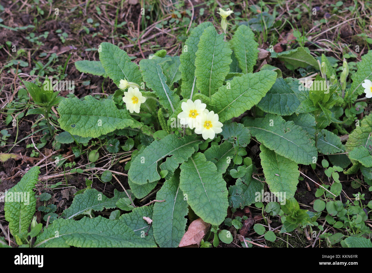 Dead vegetation hi-res stock photography and images - Alamy