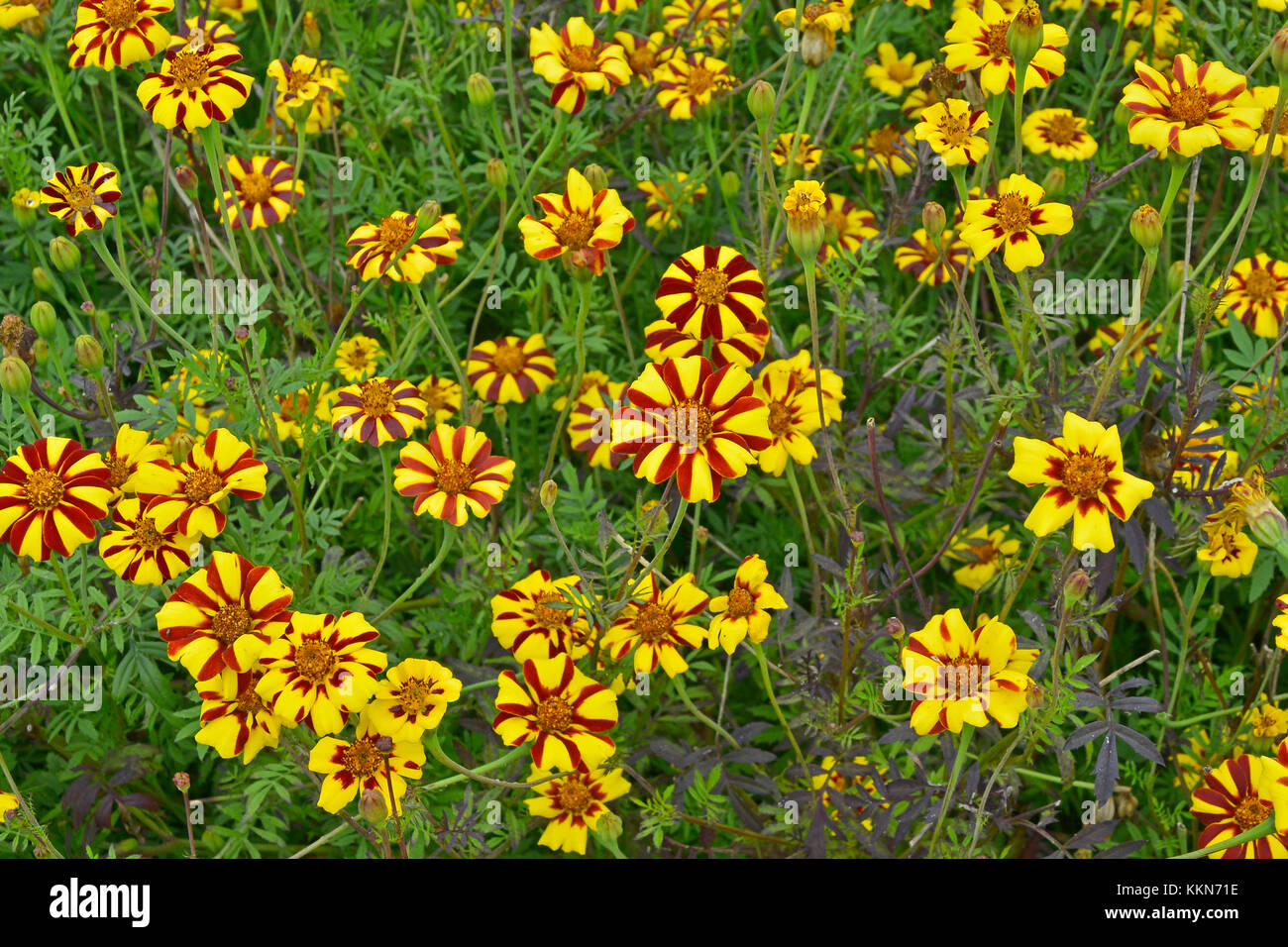 Tagetes jolly jester hi-res stock photography and images - Alamy