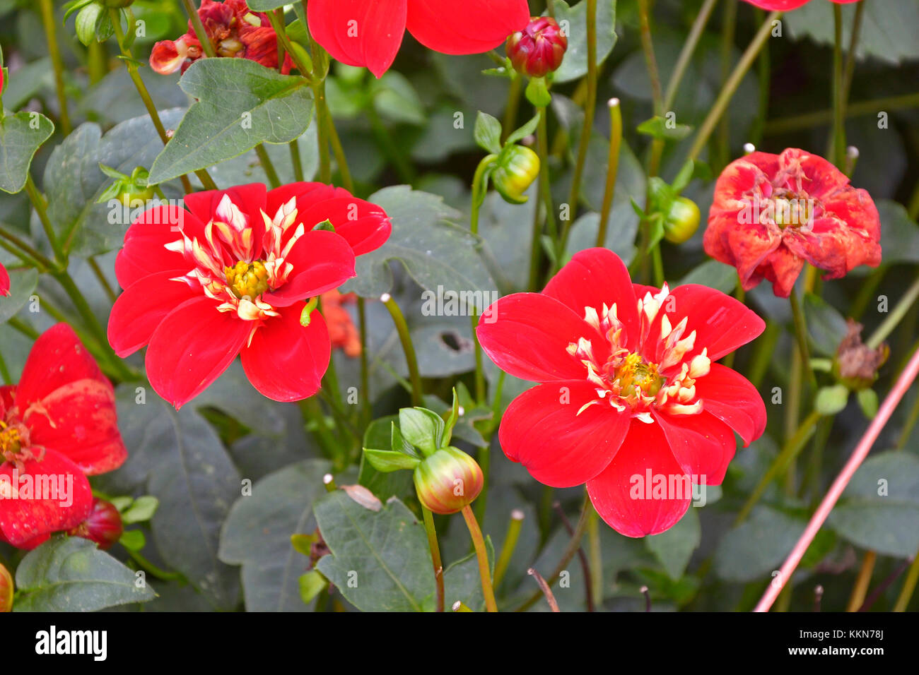 Chimborazo High Resolution Stock Photography and Images - Alamy