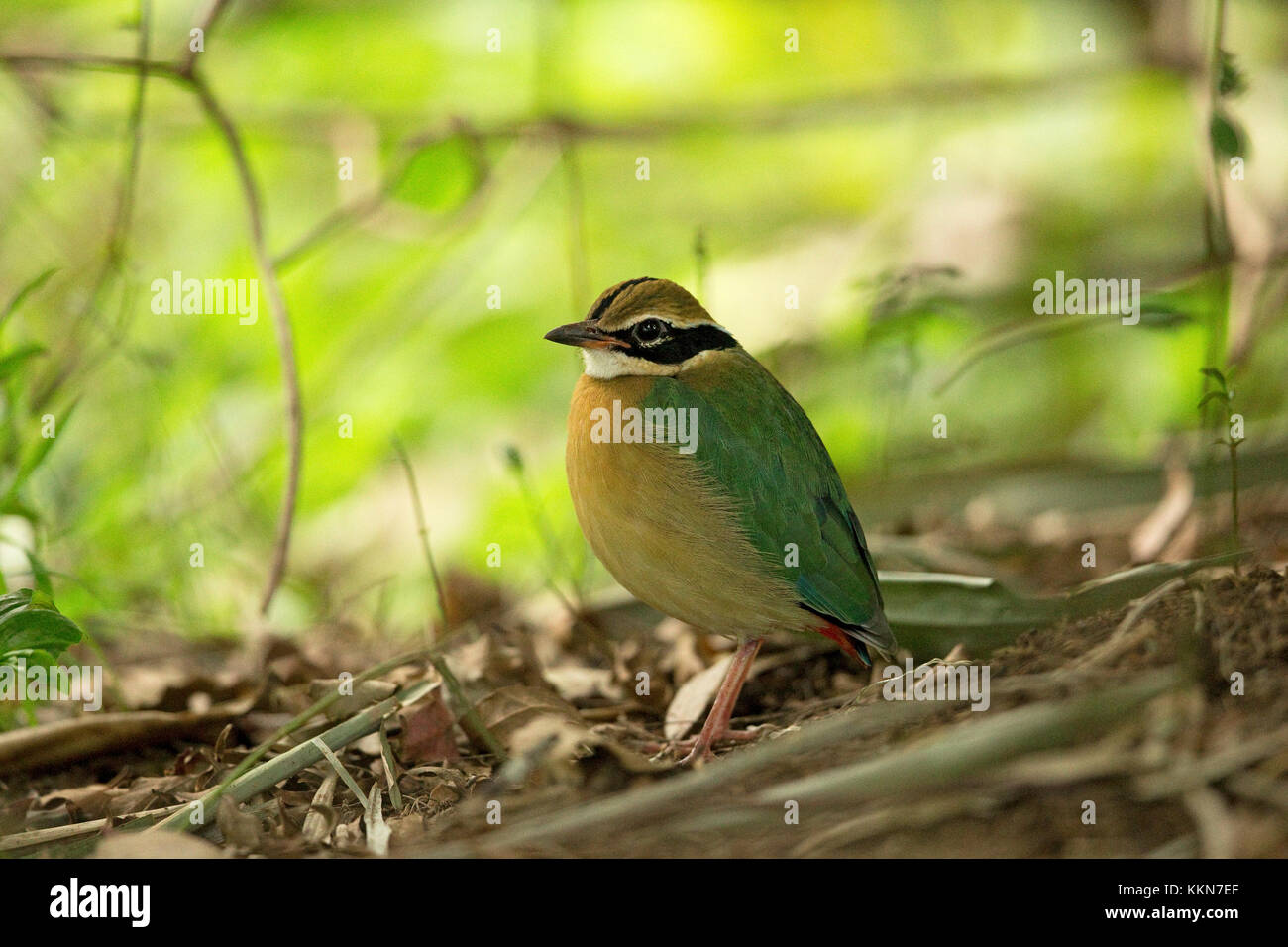 Indian Pitta (Pitta brachyura Stock Photo - Alamy