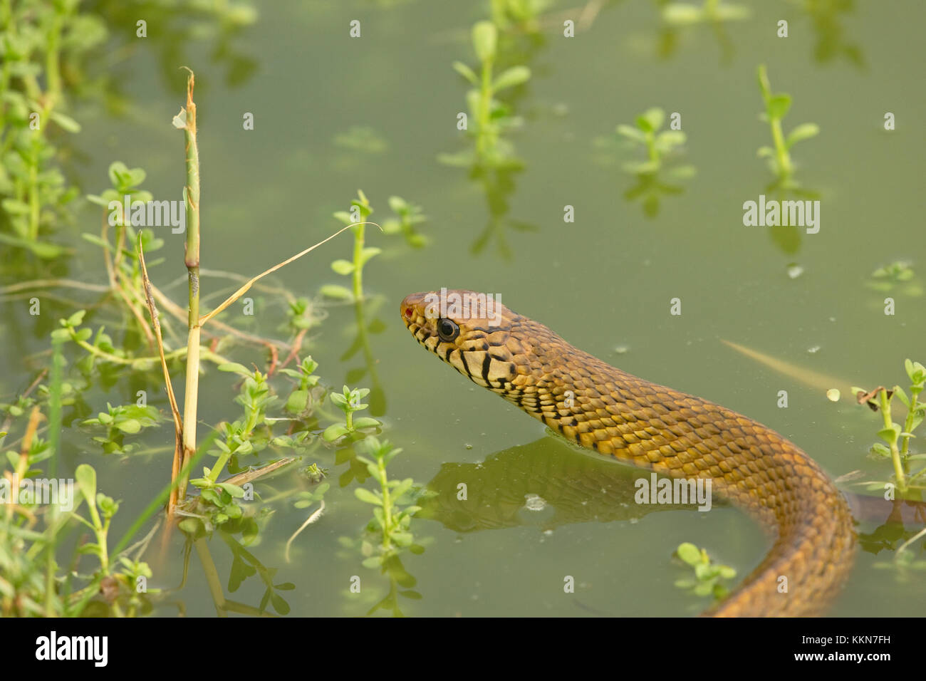Oriental Rat Snake (Ptyas mucosa Stock Photo - Alamy