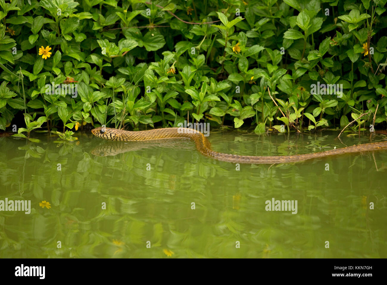 Oriental Rat Snake (Ptyas mucosa Stock Photo - Alamy