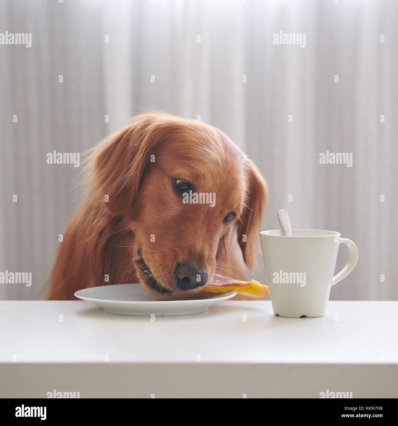 The golden Retriever is eating bread Stock Photo - Alamy