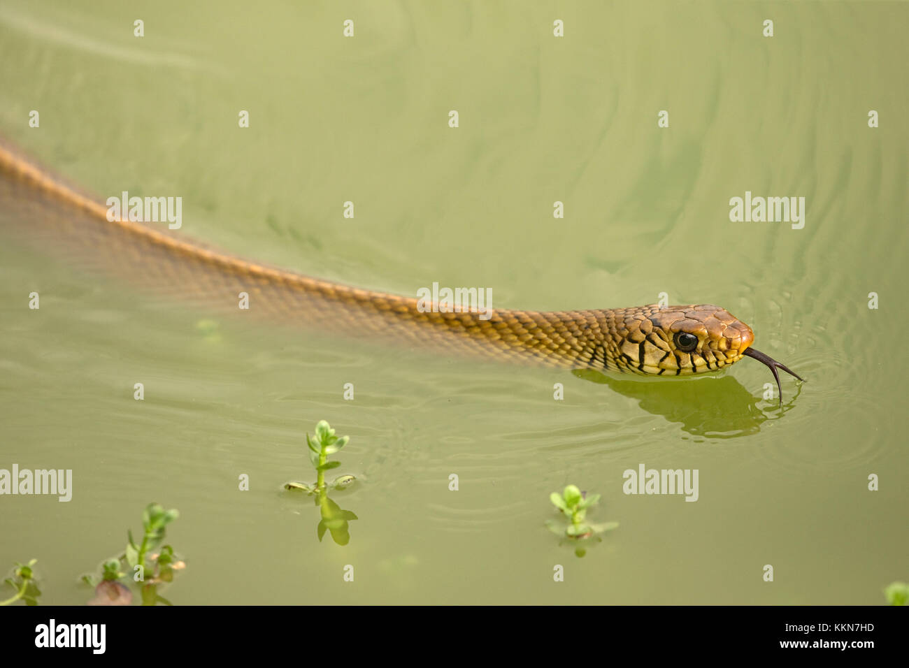Oriental Rat Snake (Ptyas mucosa Stock Photo - Alamy