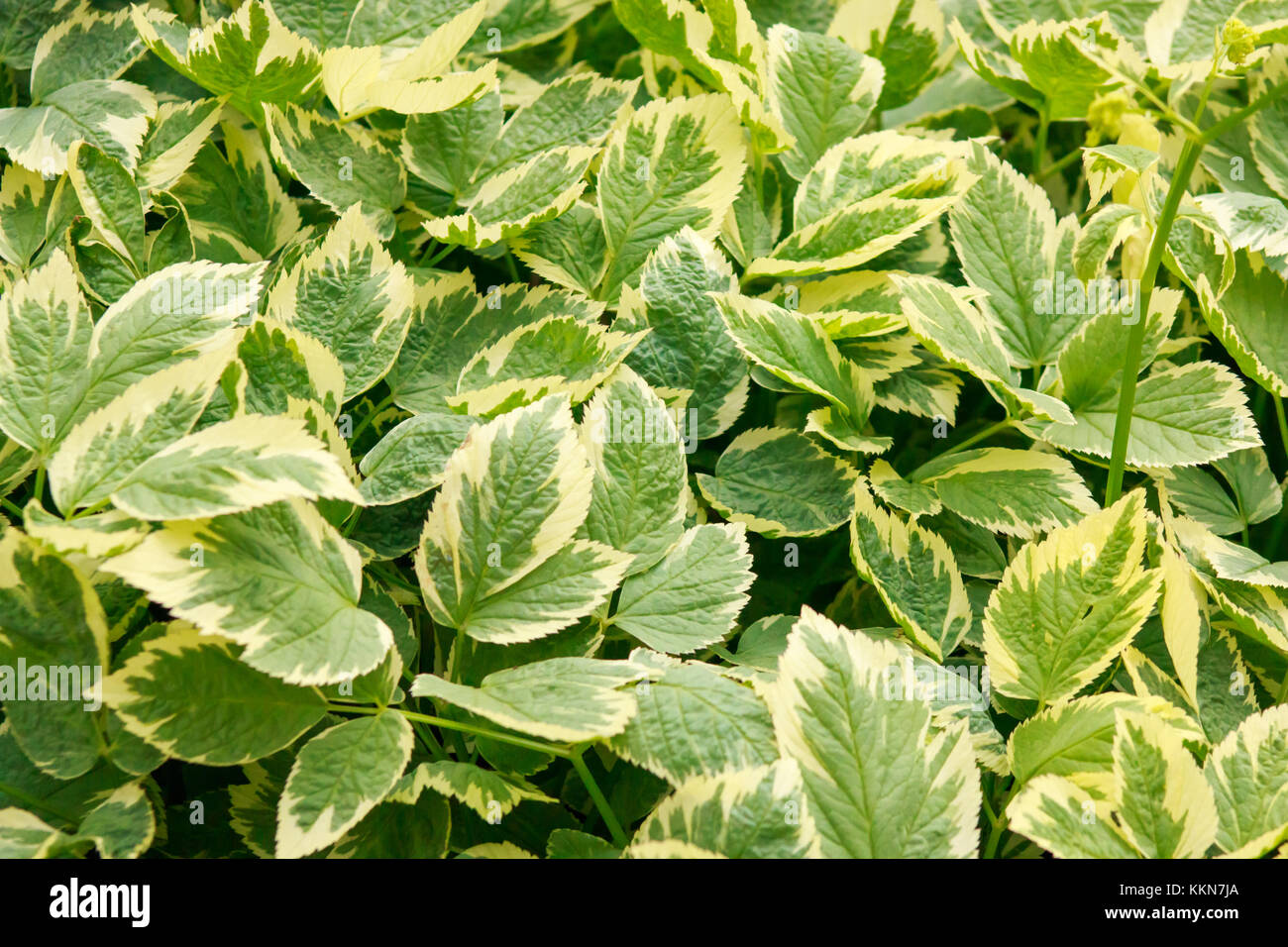 Leaves of picturesque variegated goutweed green white background close ...