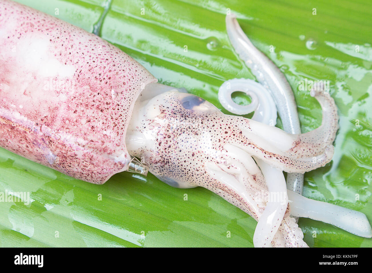 Close up squid head,Squids raw on banana leaf background Stock Photo ...