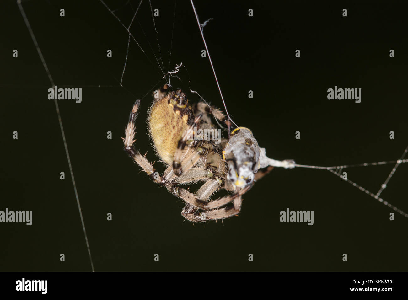 spider catch victim into his web, close up Stock Photo - Alamy