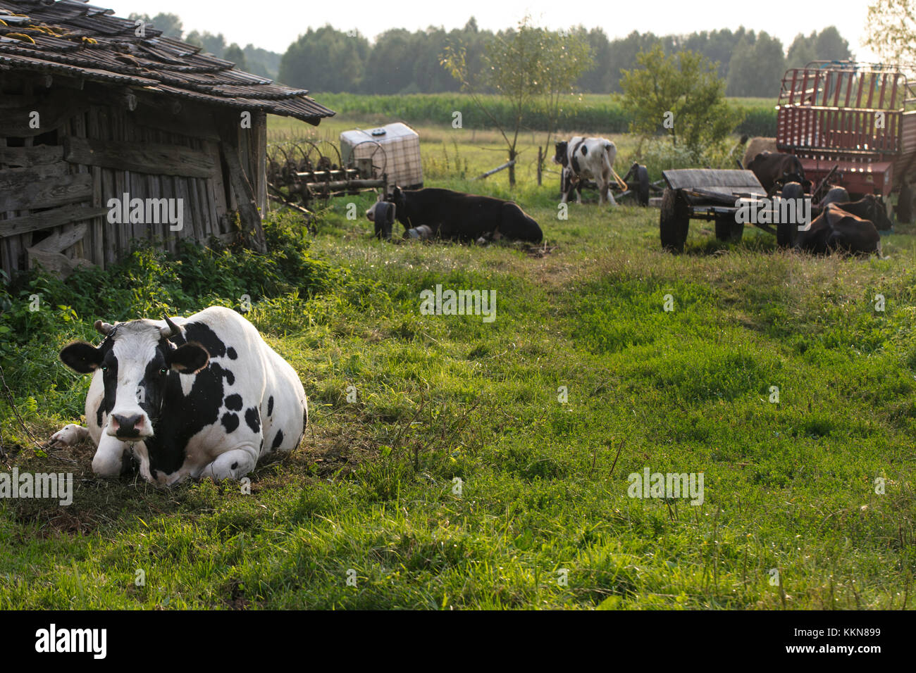 Grass grazed cows hi-res stock photography and images - Alamy