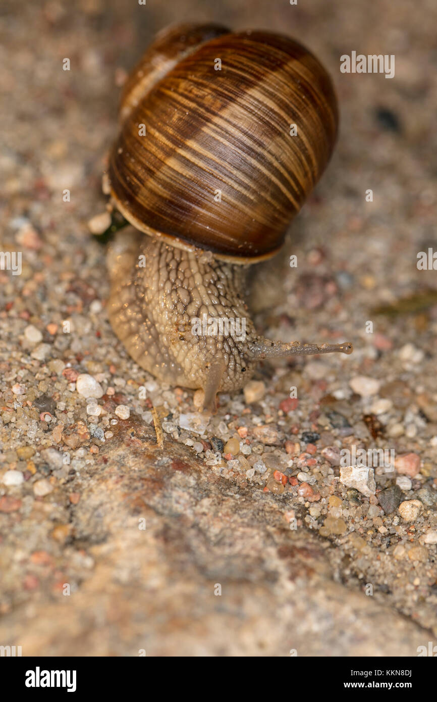 a small creeping snail with a house on the back Stock Photo - Alamy