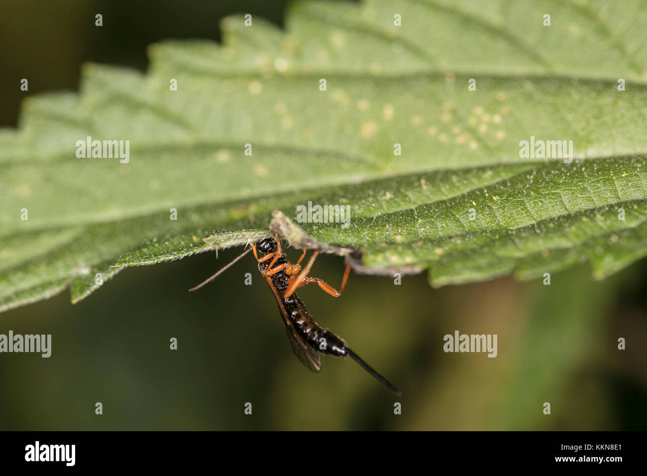 strange unknown insect with big sting Stock Photo - Alamy