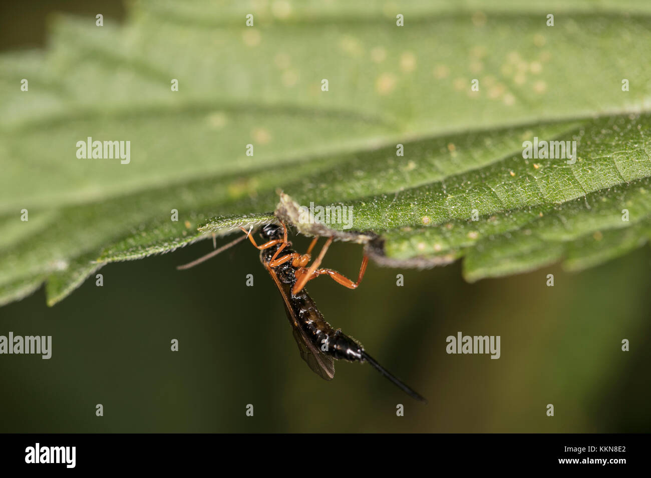 Unknown insect hi-res stock photography and images - Alamy