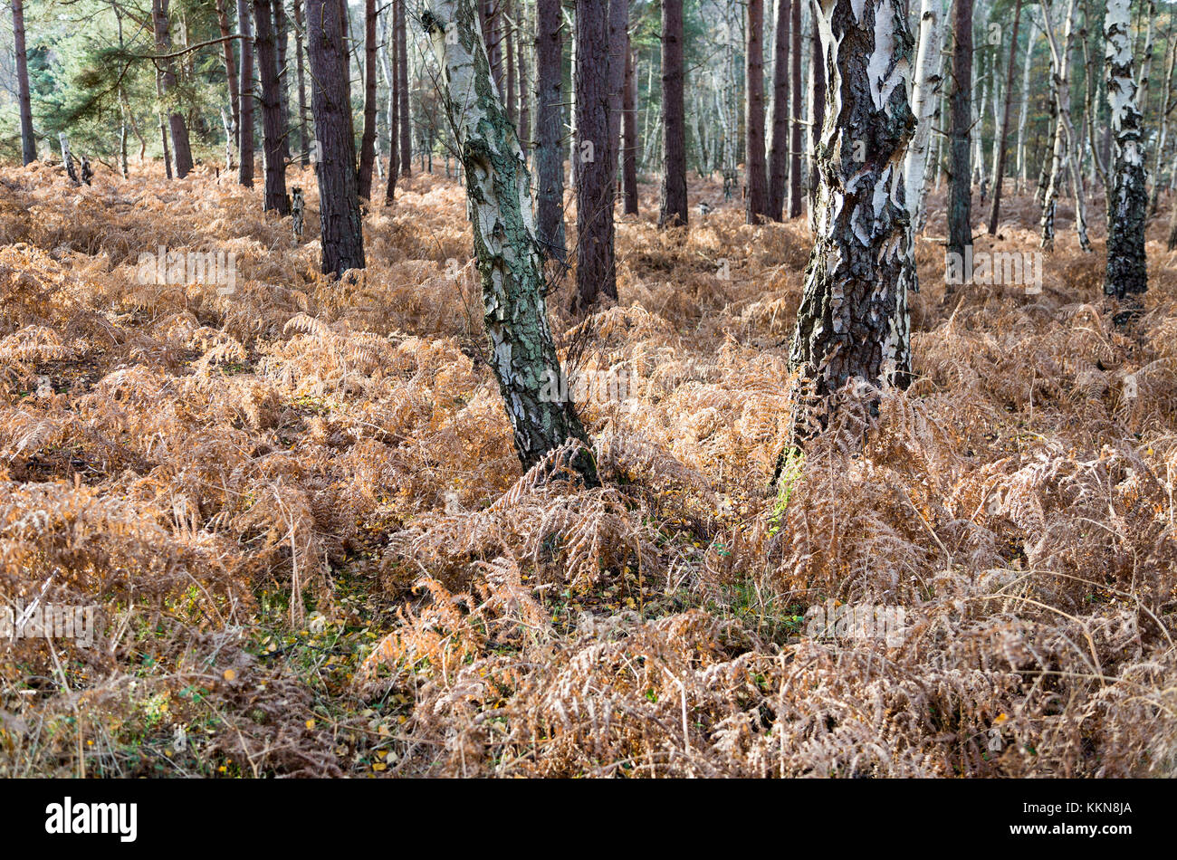 Bracken tree trunks heathland vegetation, Upper Hollesley Common ...