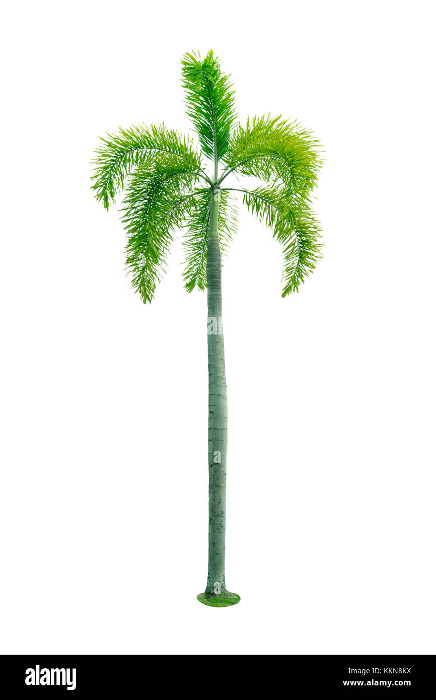 Manila palm, Christmas palm tree ( Veitchia merrillii ) isolated on ...