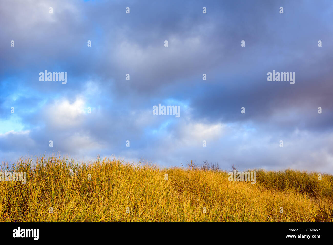 Natural rural backgrounds with grass under sky Stock Photo - Alamy