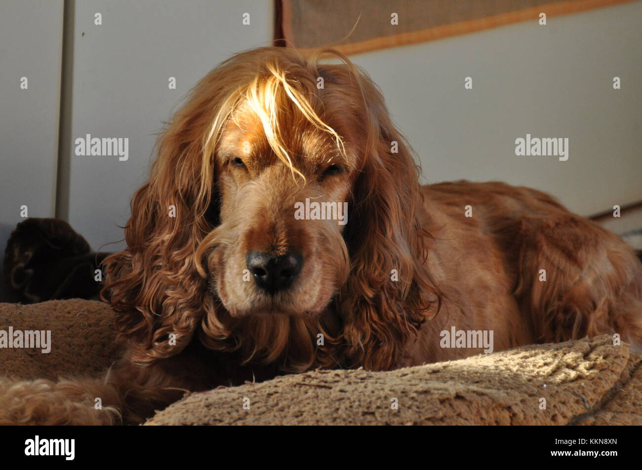 Red cocker spaniel hi-res stock photography and images - Alamy