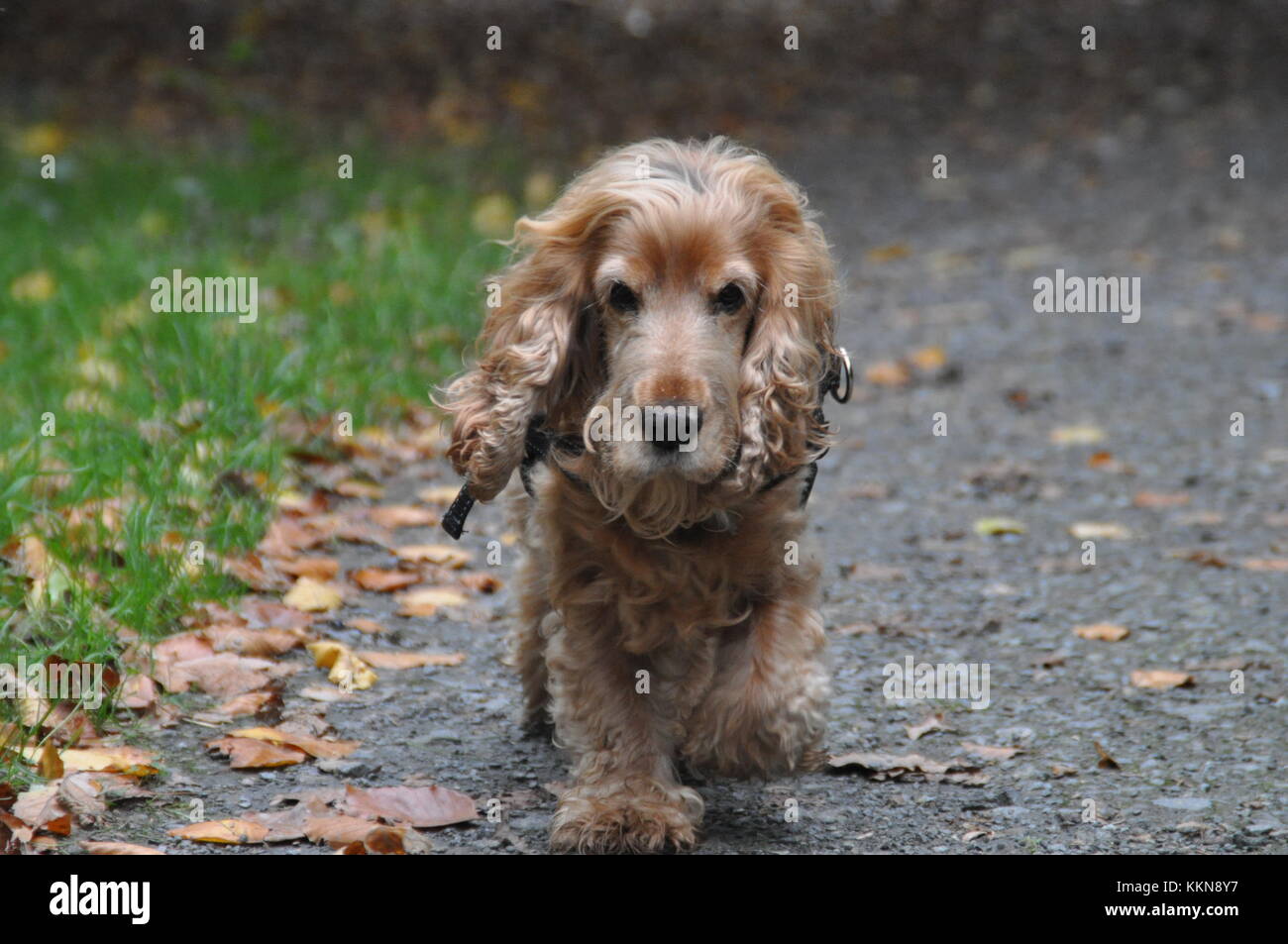 Red cocker spaniel hi-res stock photography and images - Alamy