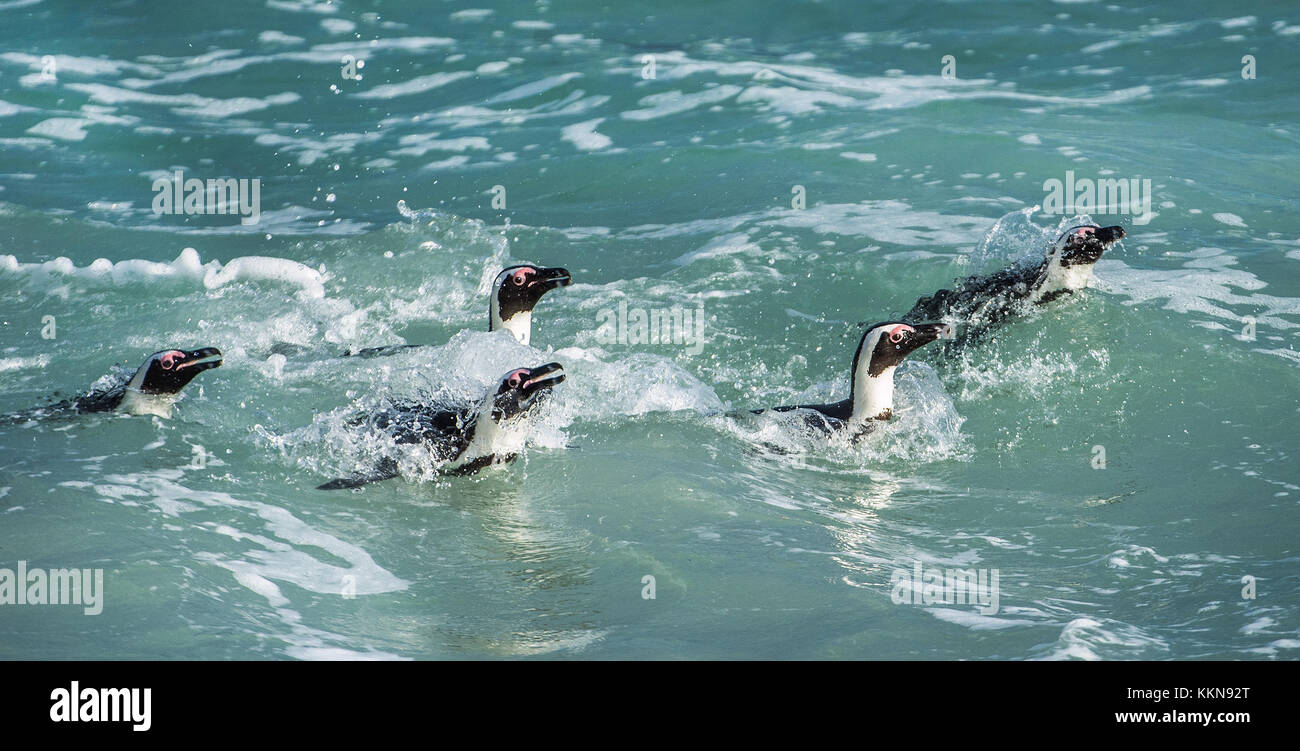 African penguins swim in the blue water of the ocean and foam of the ...