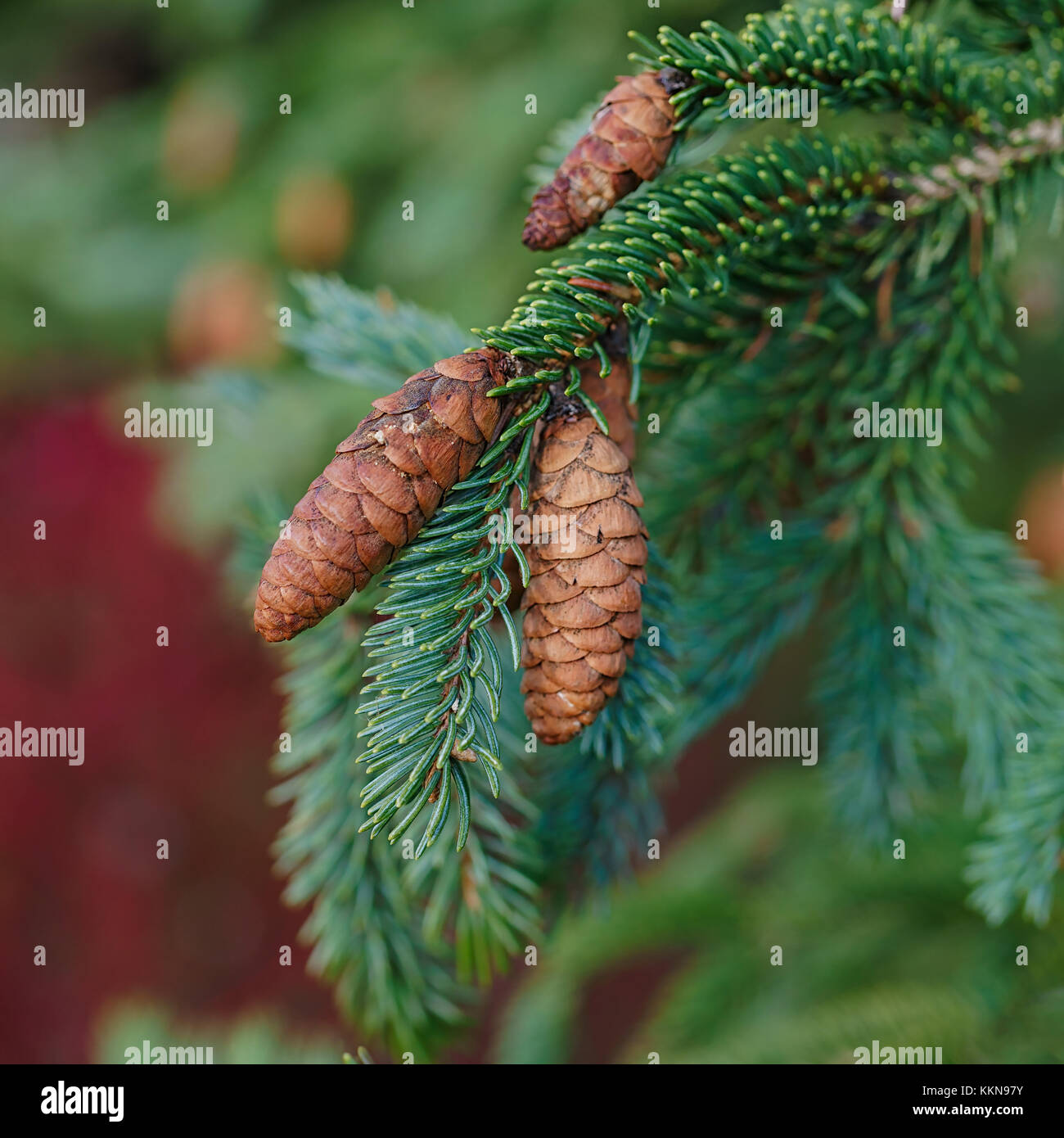 Cones and branches of a white spruce Stock Photo - Alamy