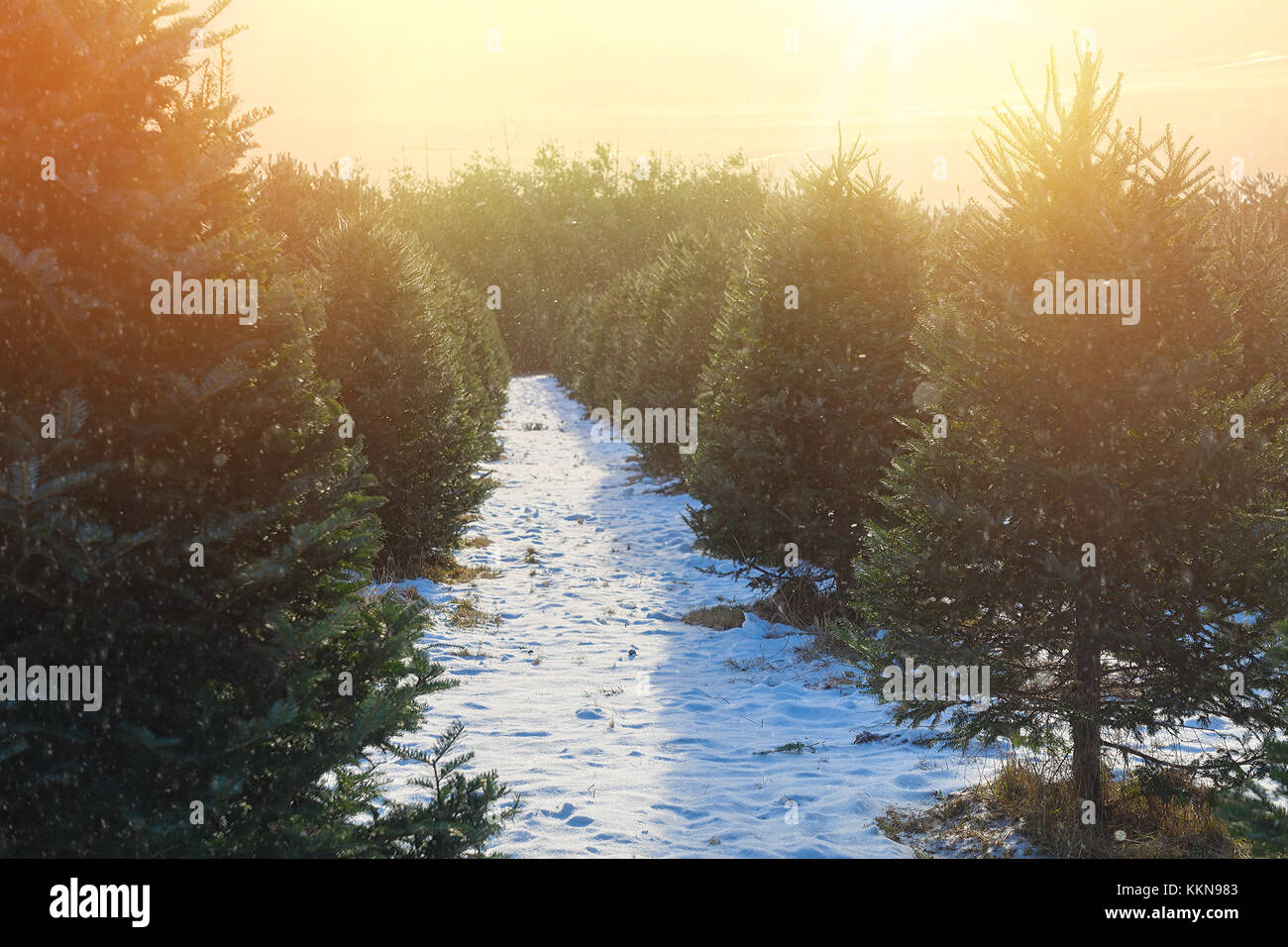 Rural nursery hi-res stock photography and images - Alamy