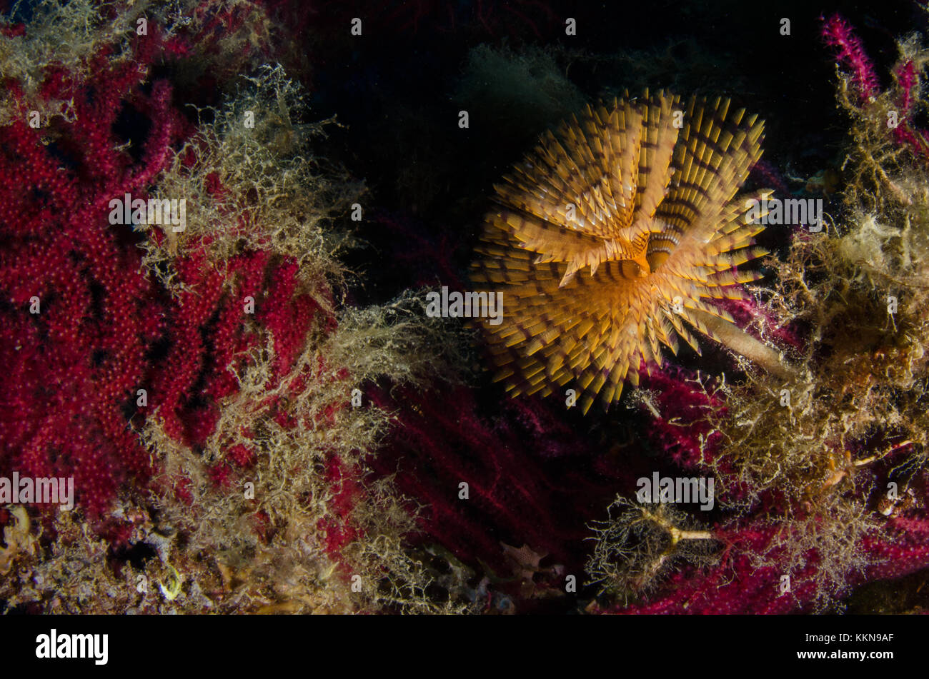 Giant Mediterrean Fan Worm, Sabella spallanzanii, Sabellidae, Tor ...