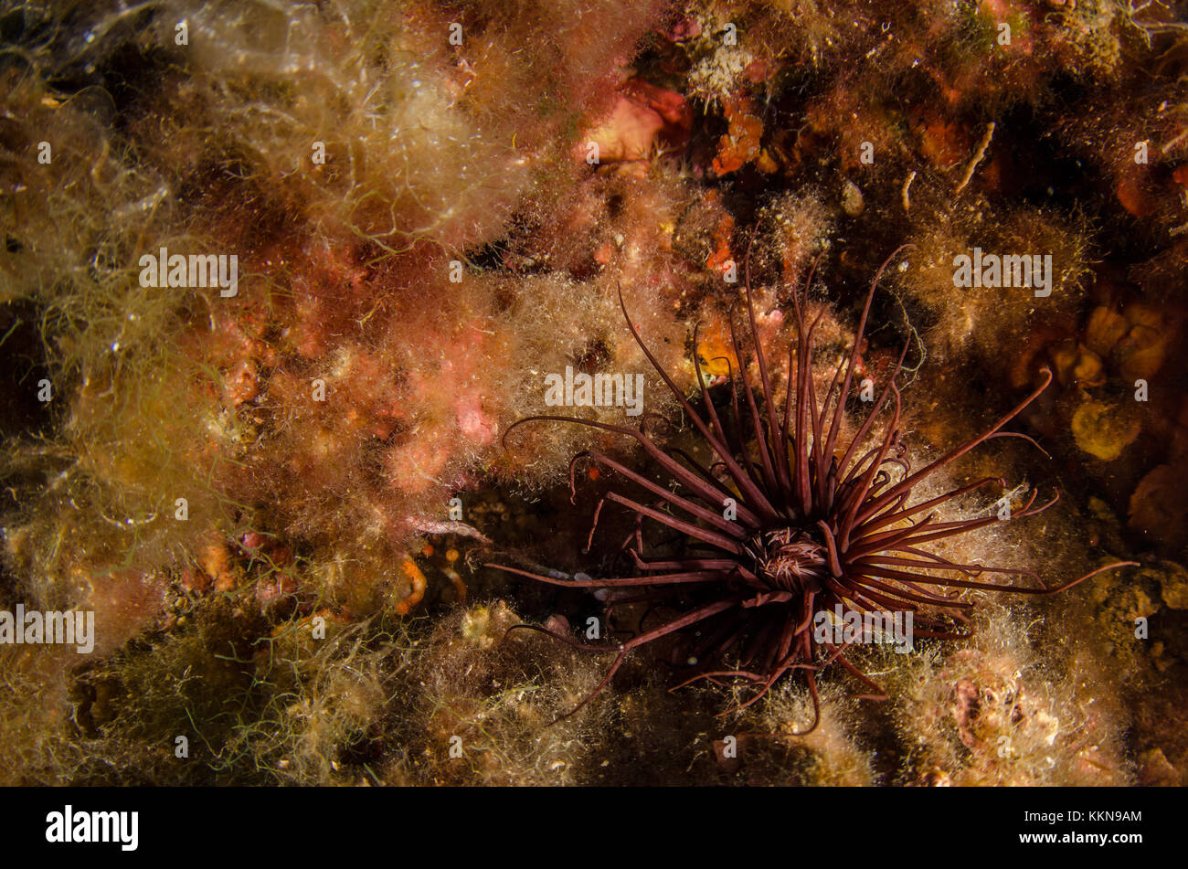 Cerianthus membranaceus hi-res stock photography and images - Alamy