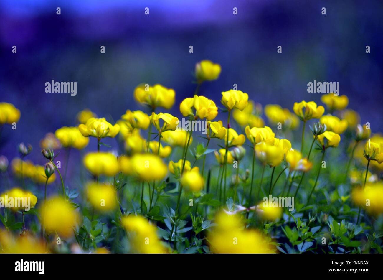 Blossom of Yellow flowers Stock Photo - Alamy