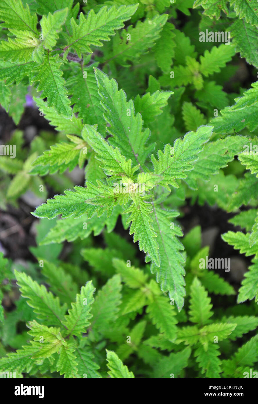 Gypsywort (Lycopus europaeus Stock Photo - Alamy