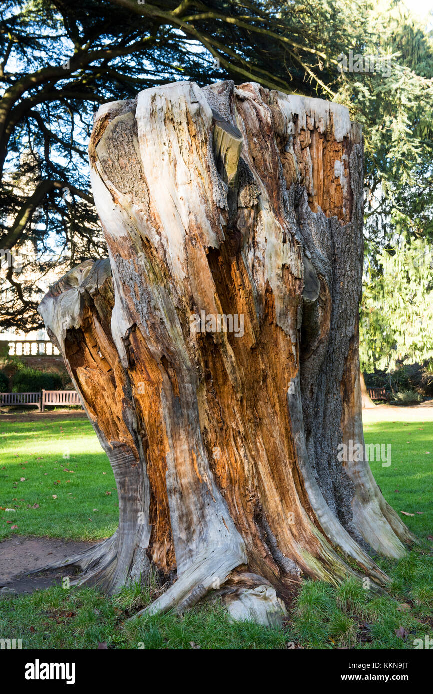 A large tree stump in the gardens of Wollaton Hall and Park in ...