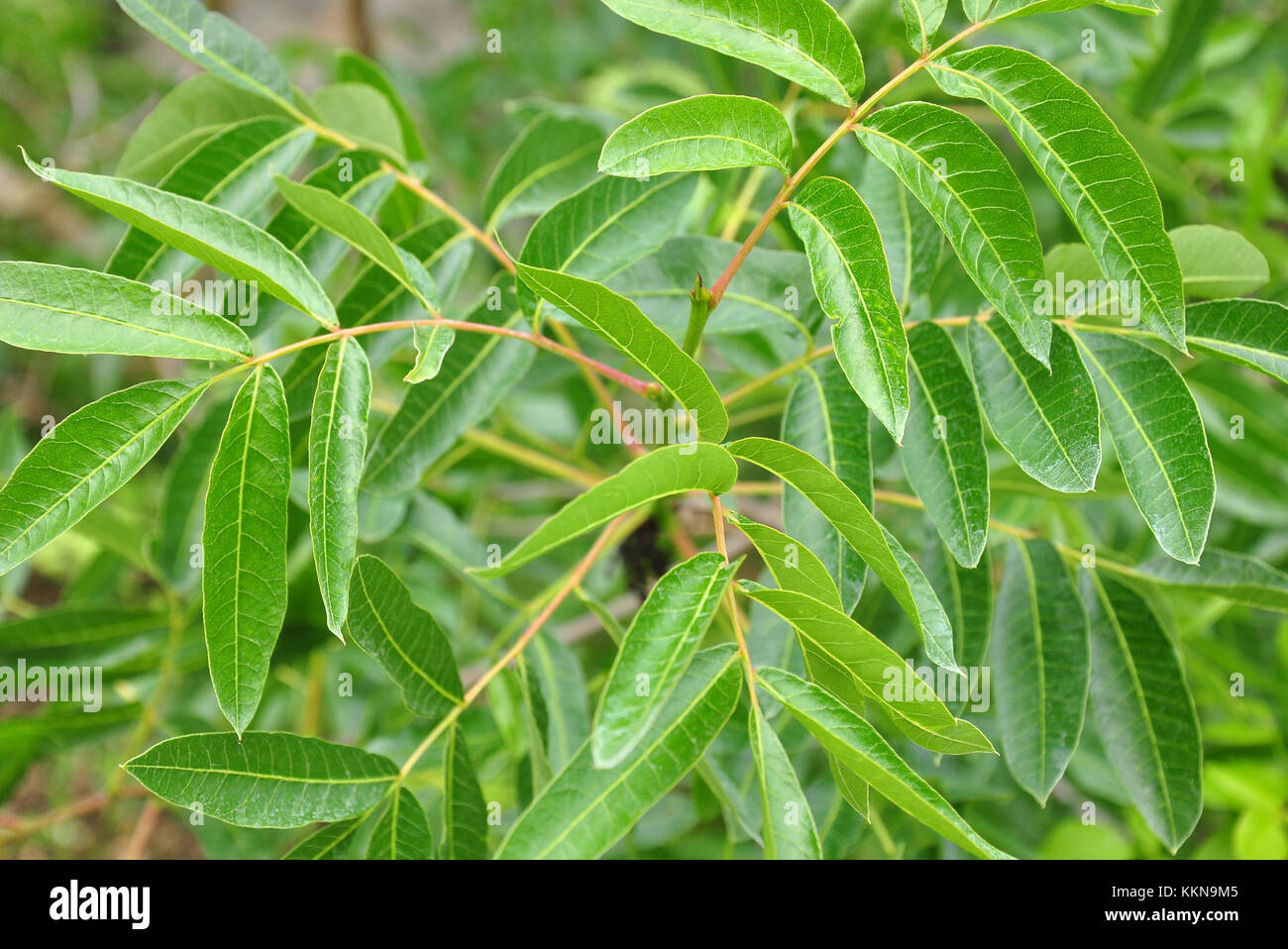 Terebinth tree hi-res stock photography and images - Alamy
