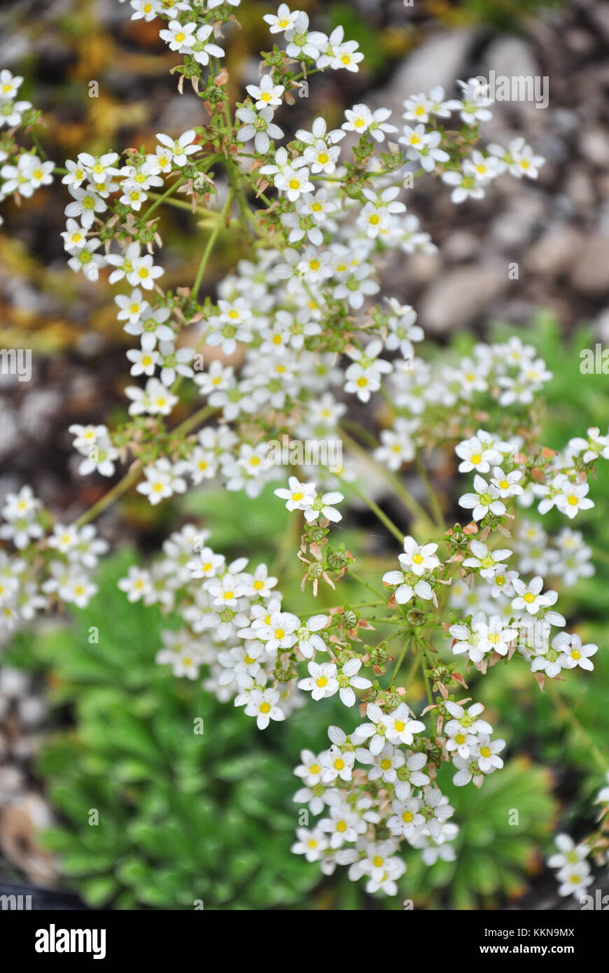 Silver saxifrage (Saxifraga crustata Stock Photo - Alamy