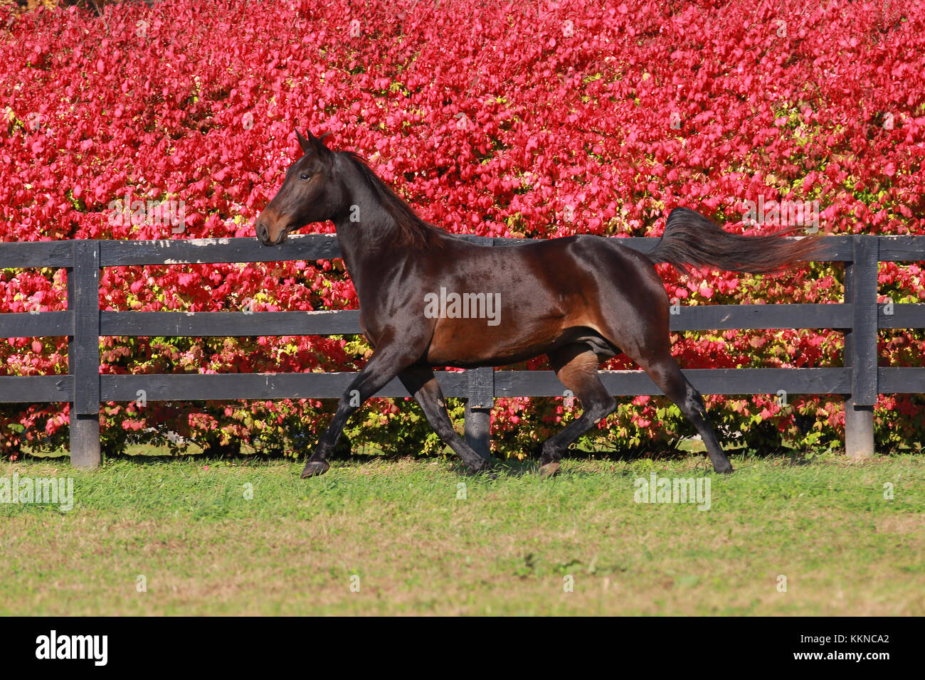 Standardbred Horse High Resolution Stock Photography and Images - Alamy