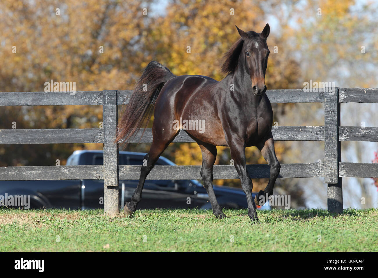 Brown horse trotting hi-res stock photography and images - Alamy