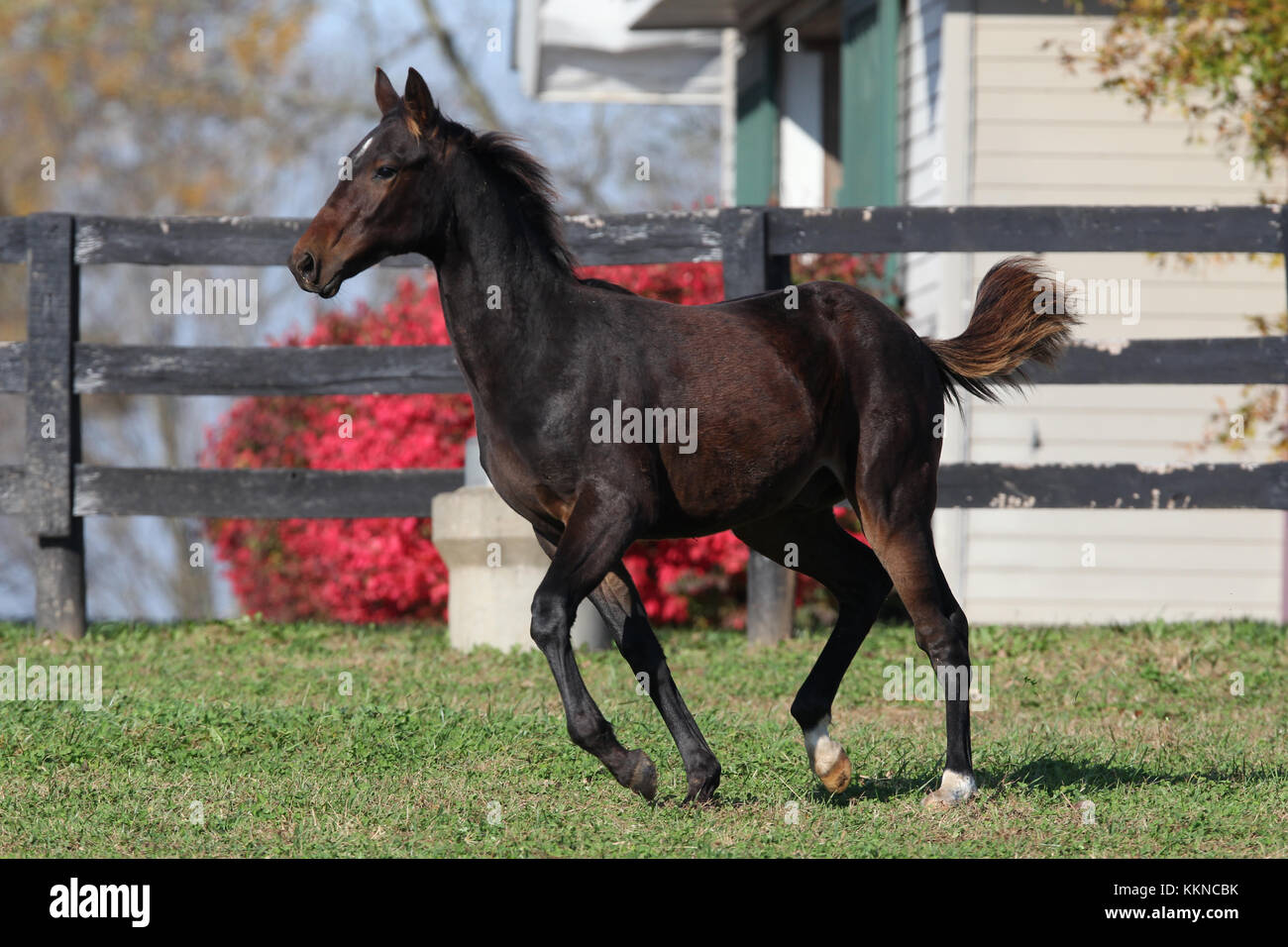 Colt horse hi-res stock photography and images - Alamy
