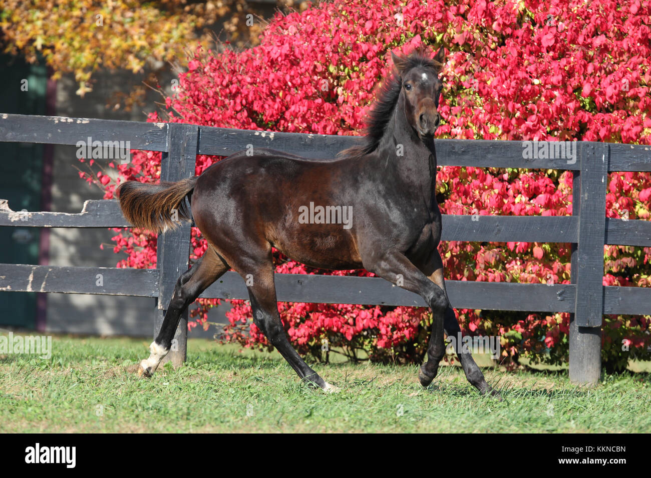 Colt horse hi-res stock photography and images - Alamy