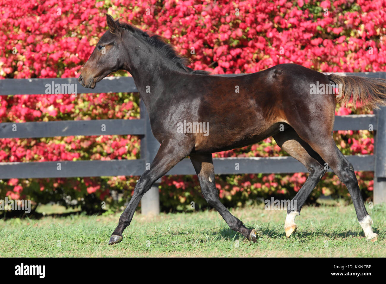 Colt horse hi-res stock photography and images - Alamy