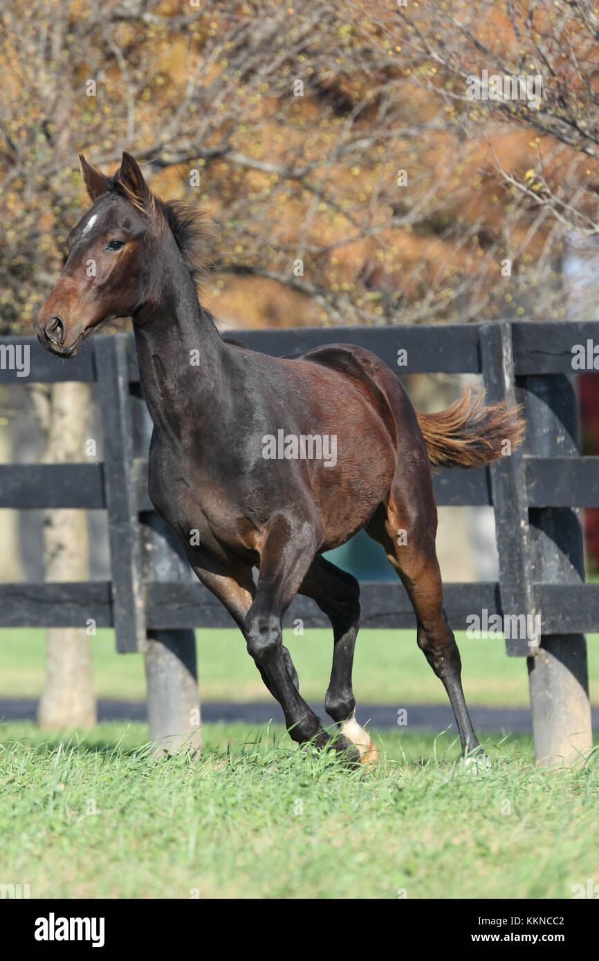 Standardbred horse hi-res stock photography and images - Alamy