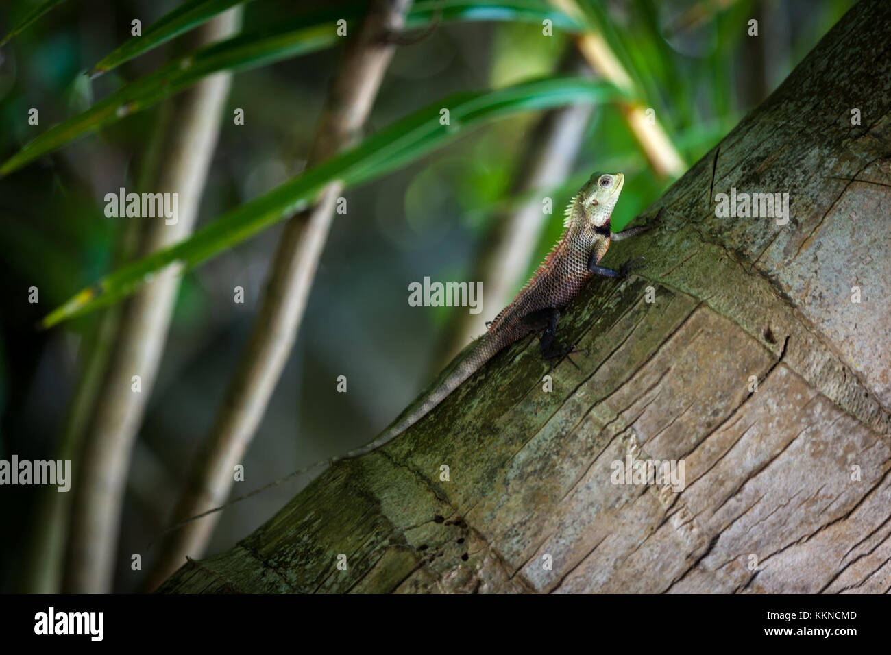 Small lizard on a palm tree Stock Photo - Alamy