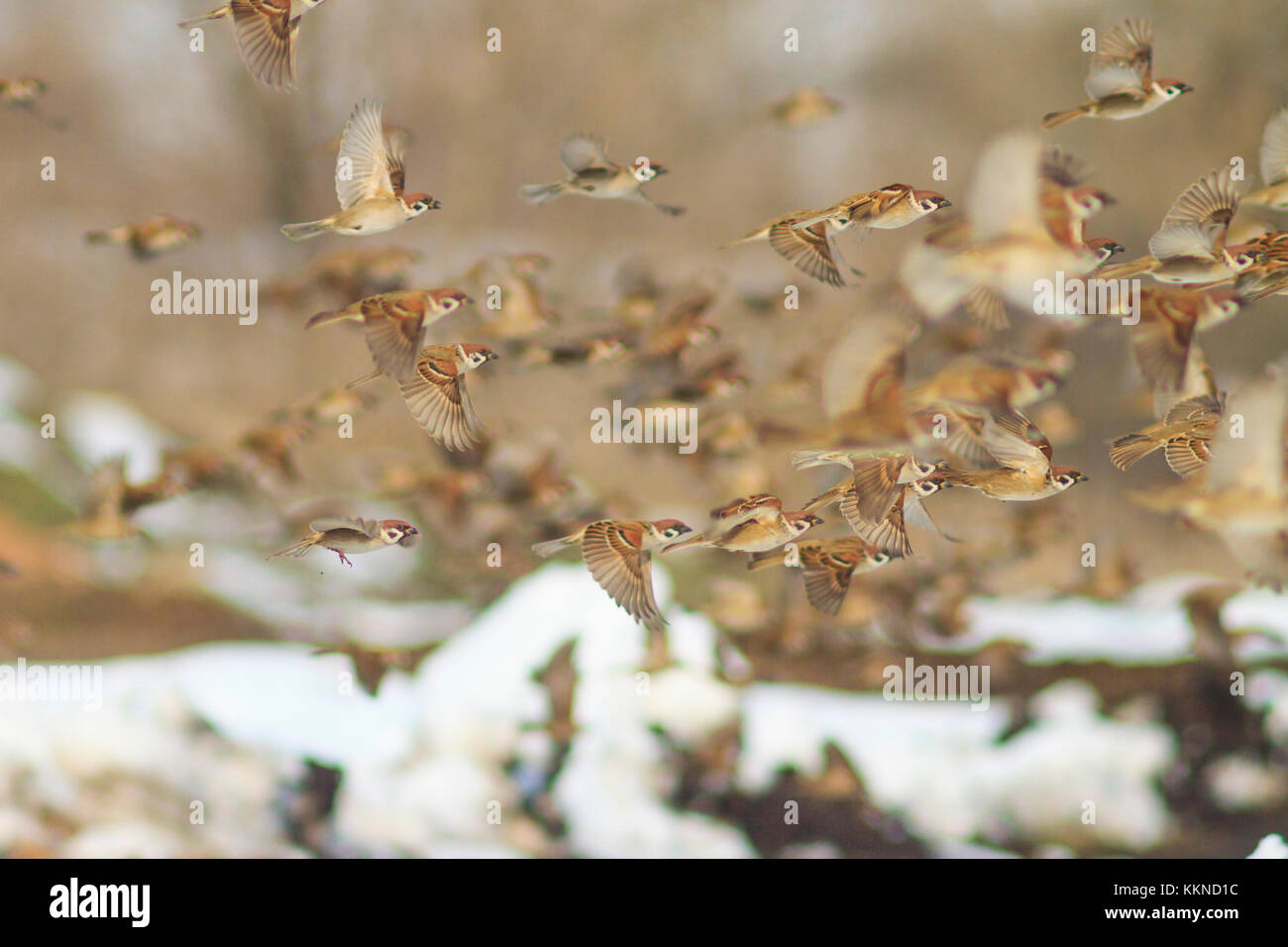 birds fly in winter in a snowy landscape, winter, wildlife, birds Stock ...
