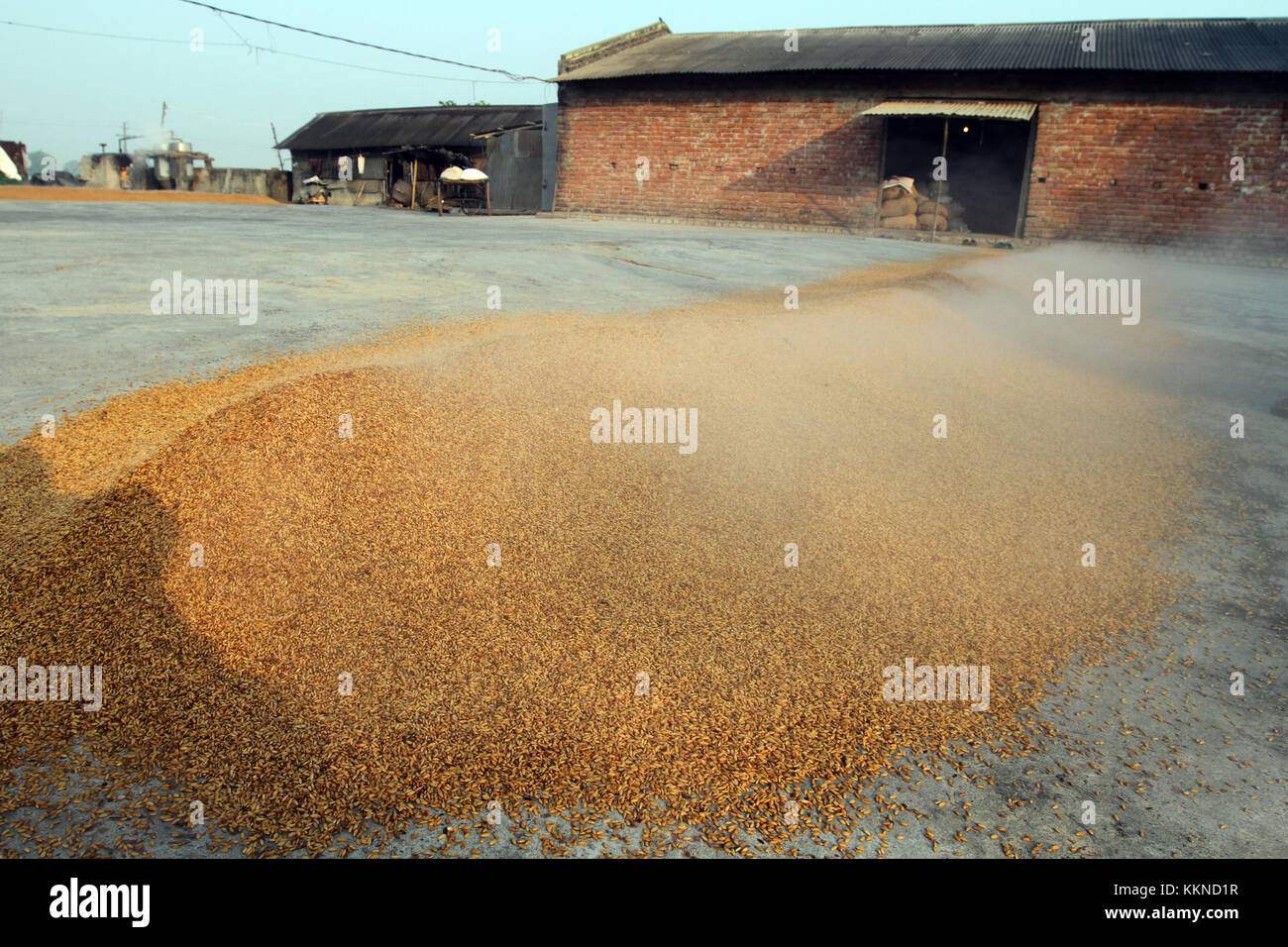 JESSORE, BANGLADESH - DECEMBER 18, 2014: Paddy for dry under the sun on ...