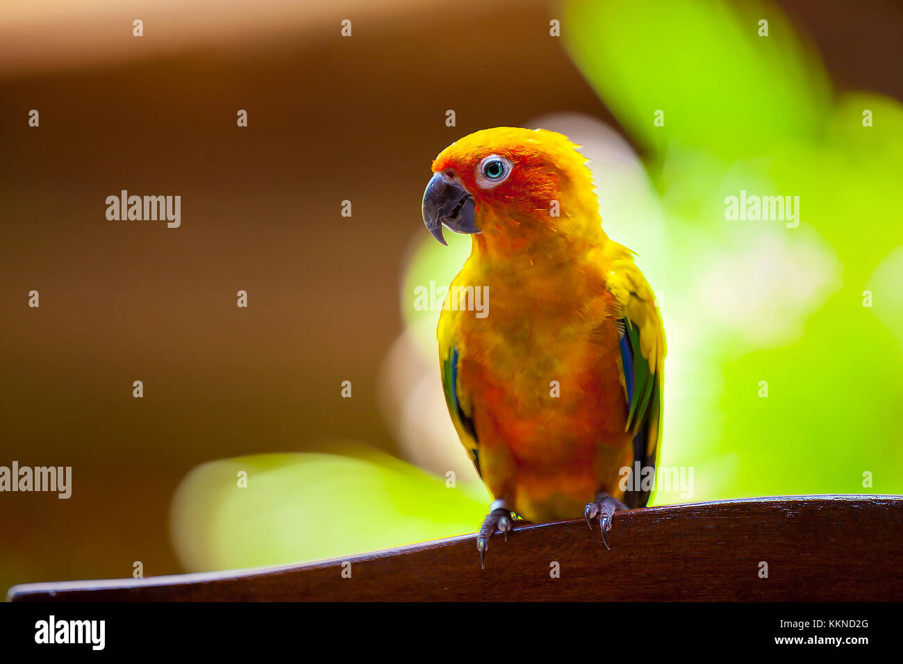 Male island maldives top hi-res stock photography and images - Alamy