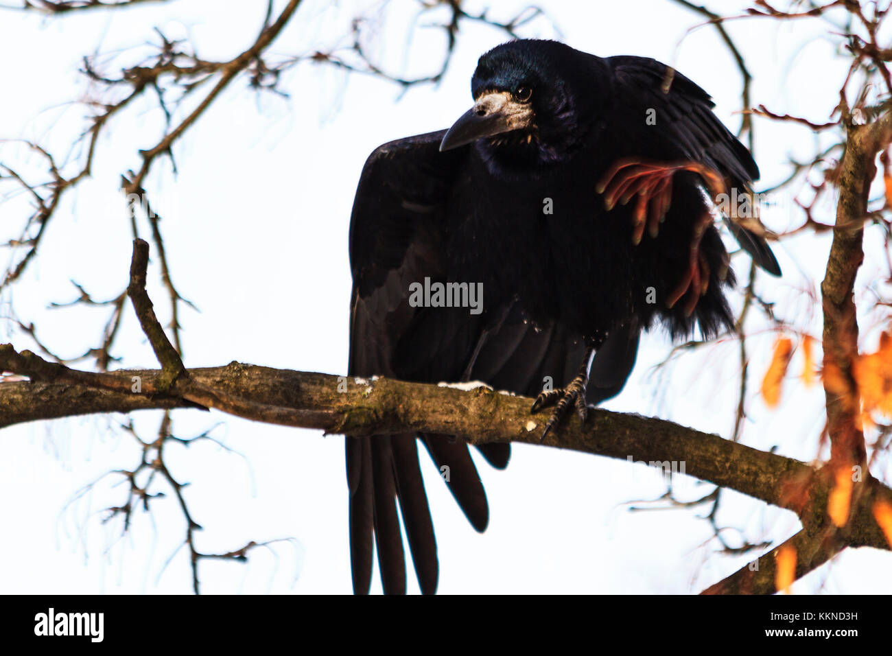 rook knead wings sitting on a branch, winter, wildlife, birds Stock ...