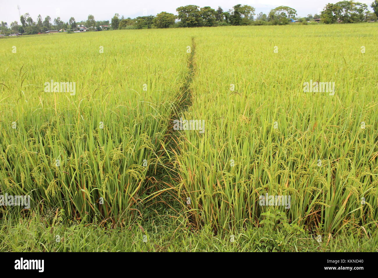 The rice fields of Manipur Stock Photo - Alamy