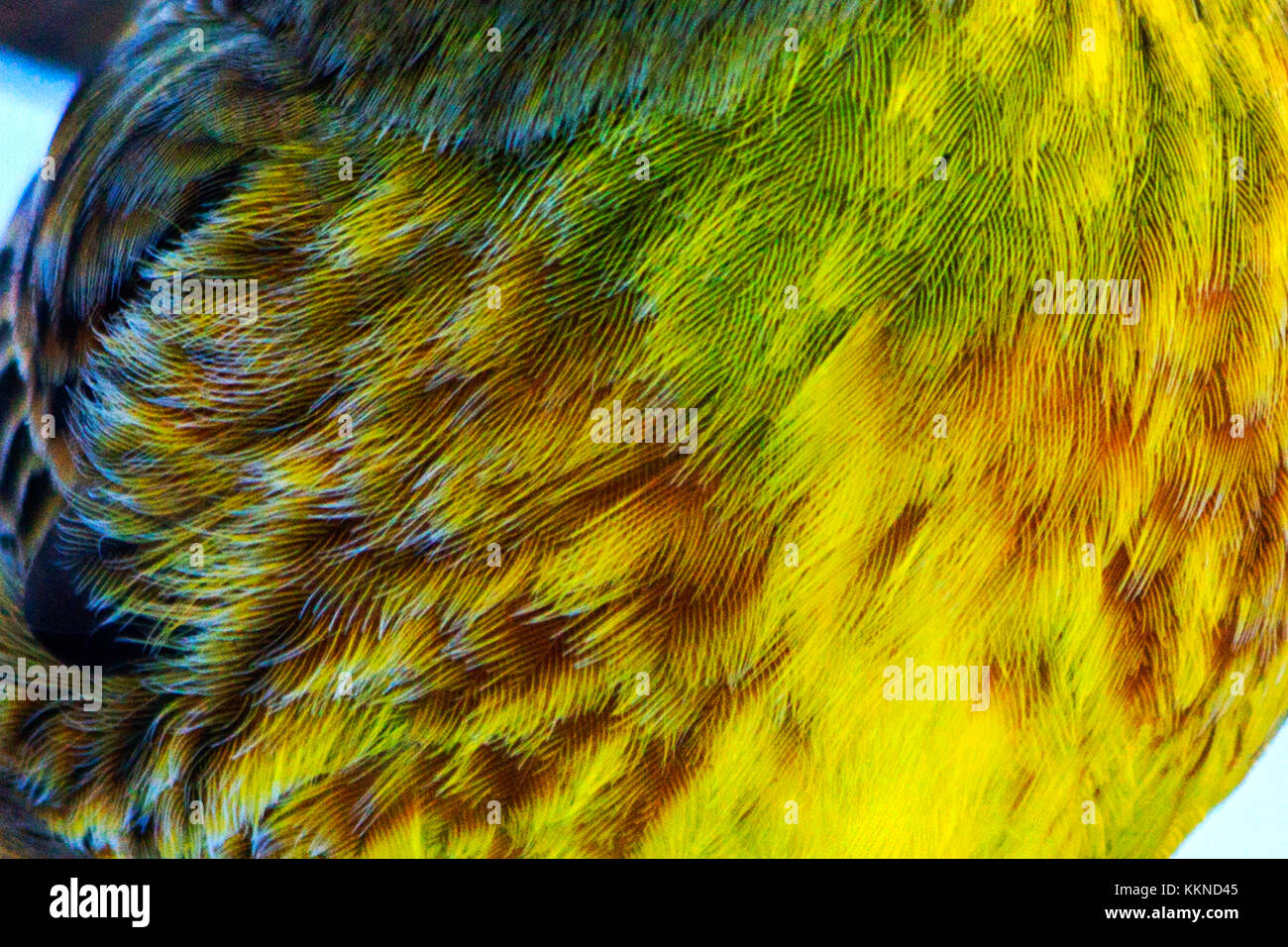 colored feathers Yellowhammer, winter wildlife birds Stock Photo - Alamy