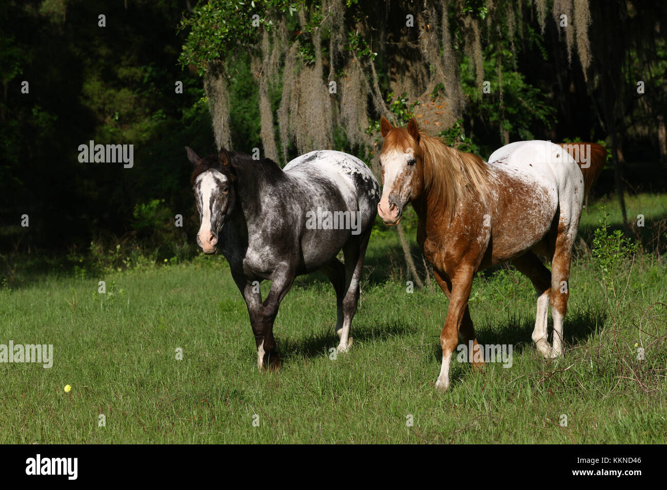 Appaloosas Horse High Resolution Stock Photography and Images - Alamy