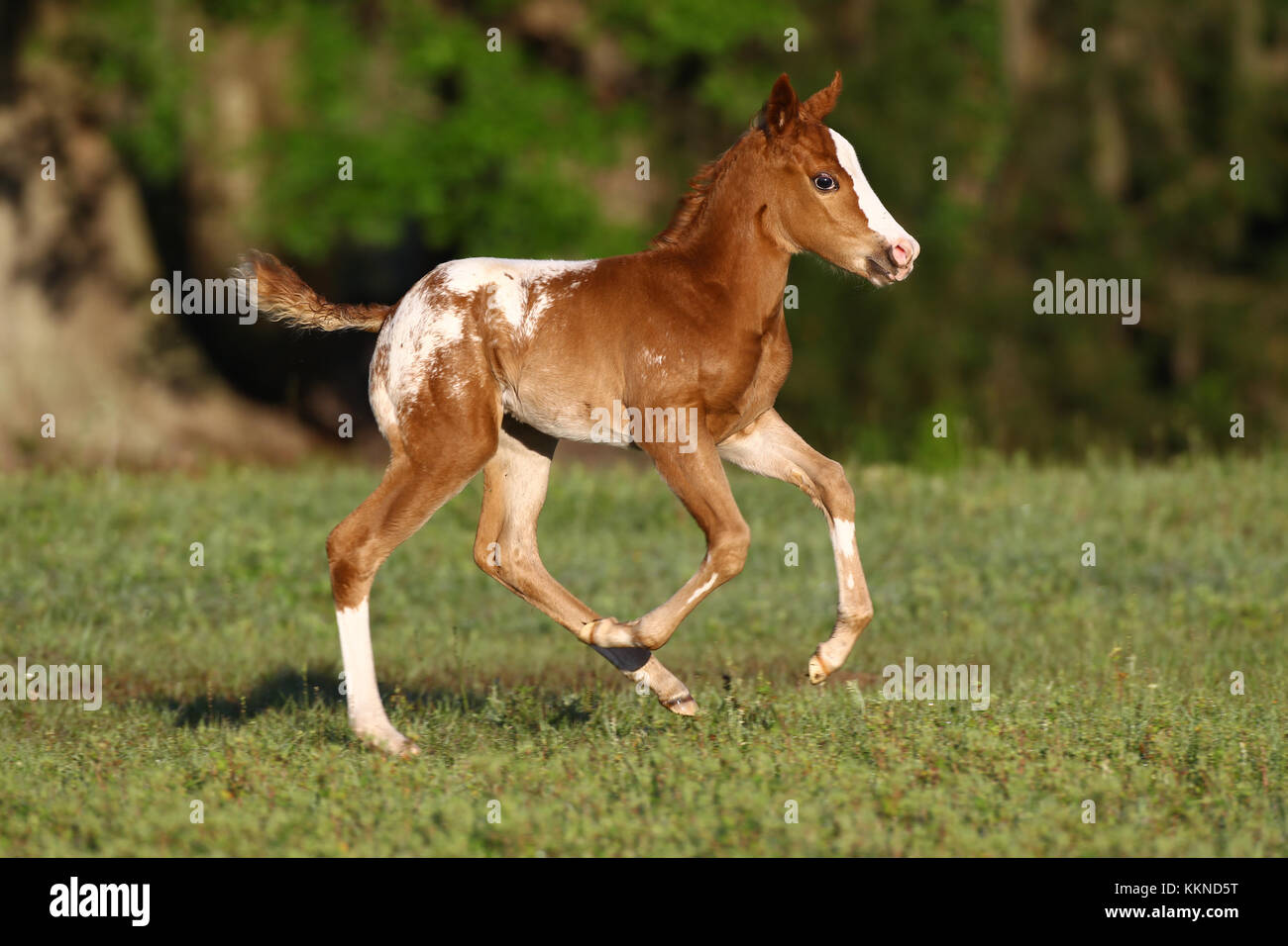 Red Roan Appaloosa Foal