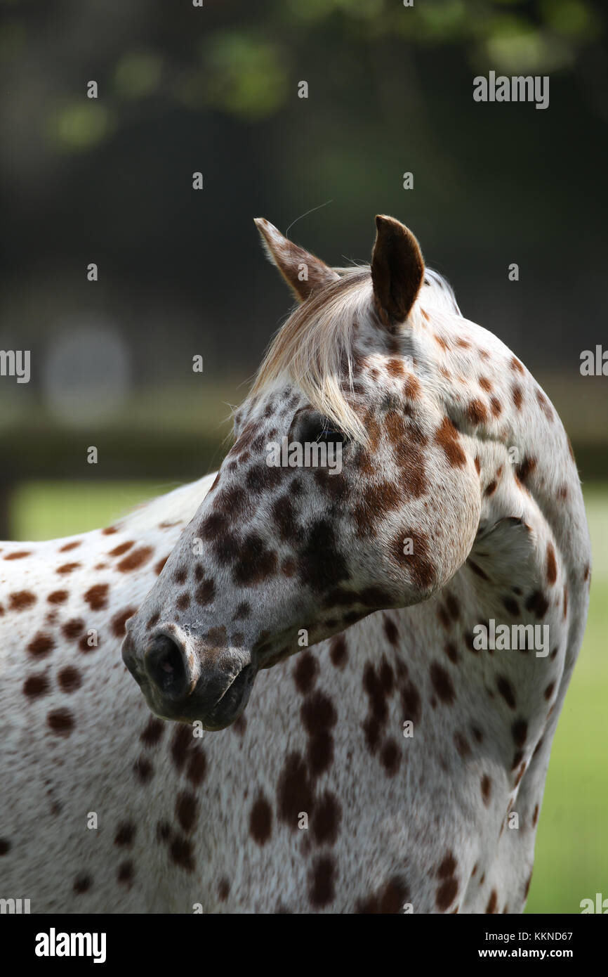Appaloosa horse portrait hi-res stock photography and images - Alamy