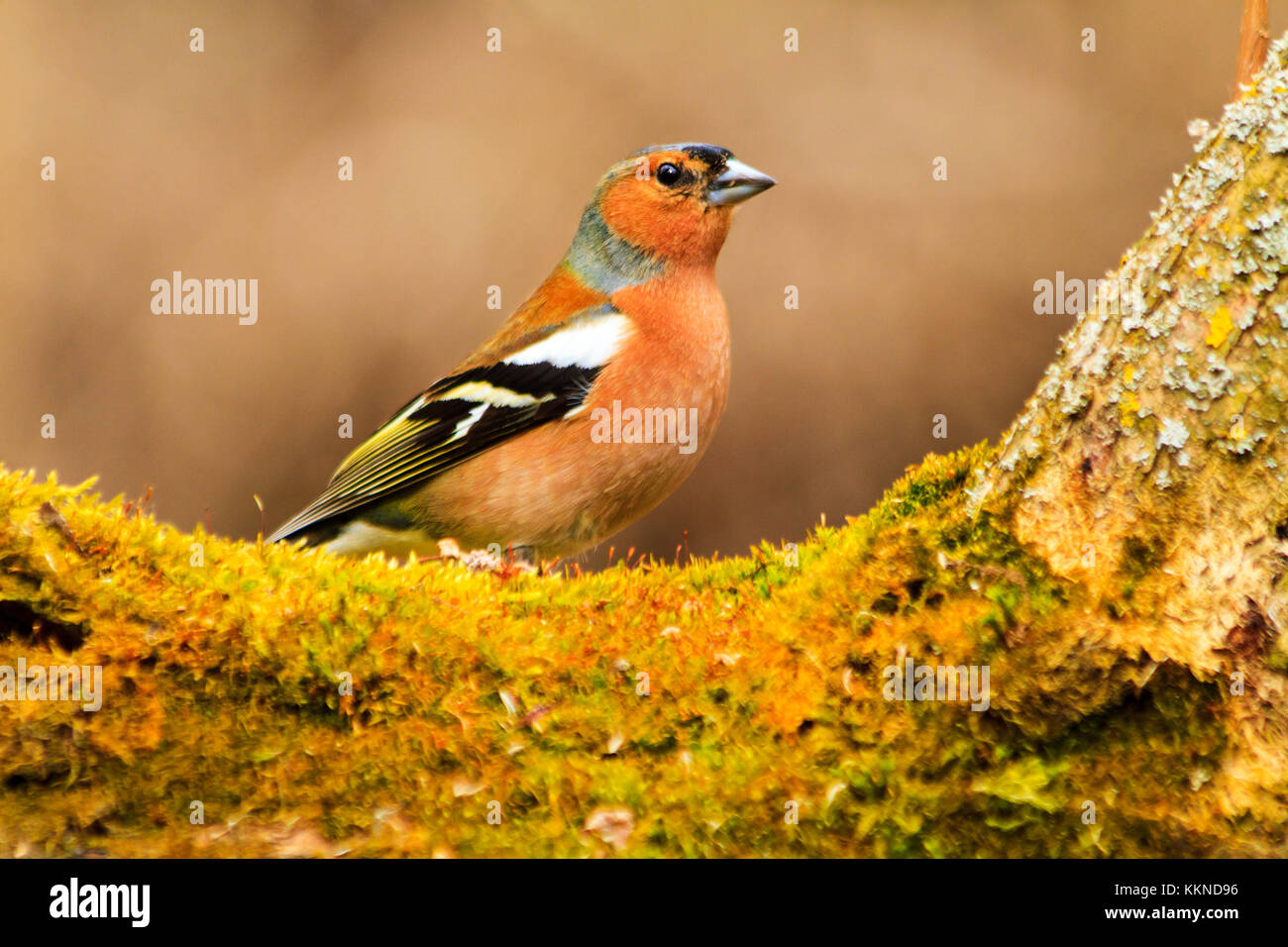 Small common finch hi-res stock photography and images - Alamy