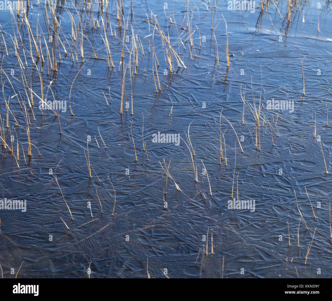 Grass in a frozen pond Stock Photo - Alamy
