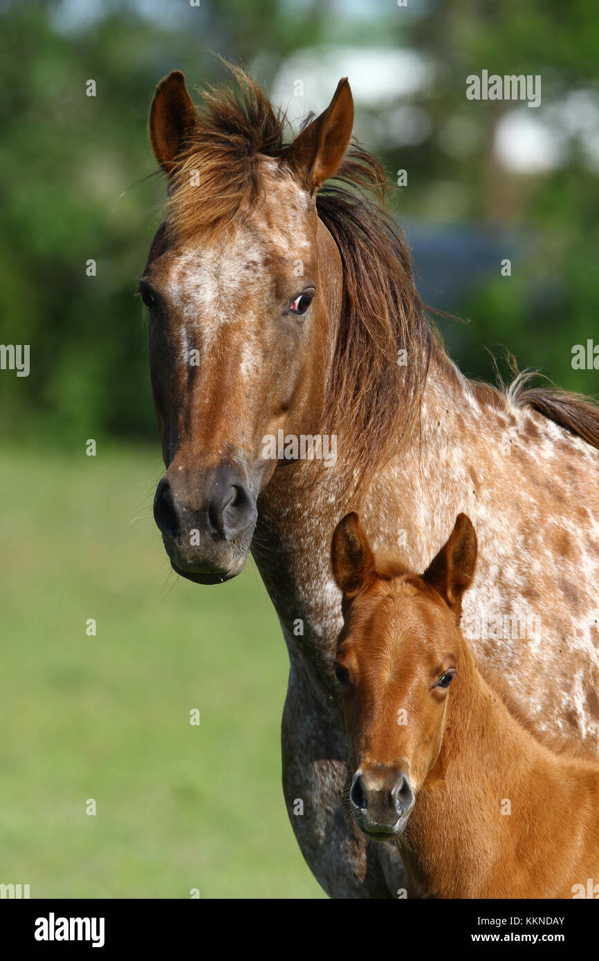 Red Roan Appaloosa Foal